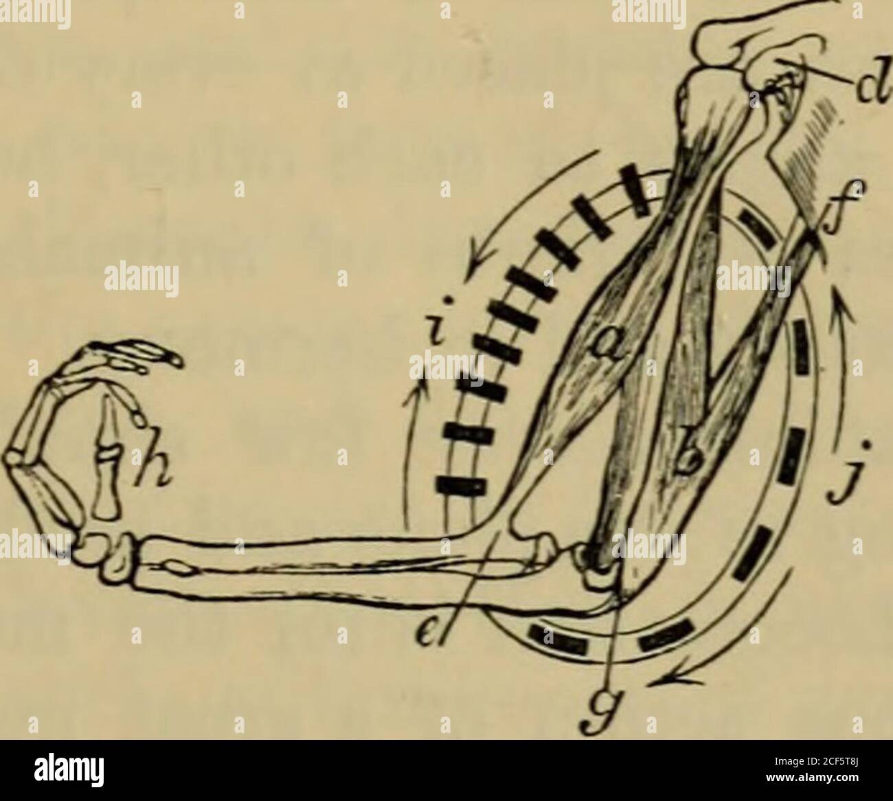 . Animal locomotion or walking, swimming, and flying : with a ...