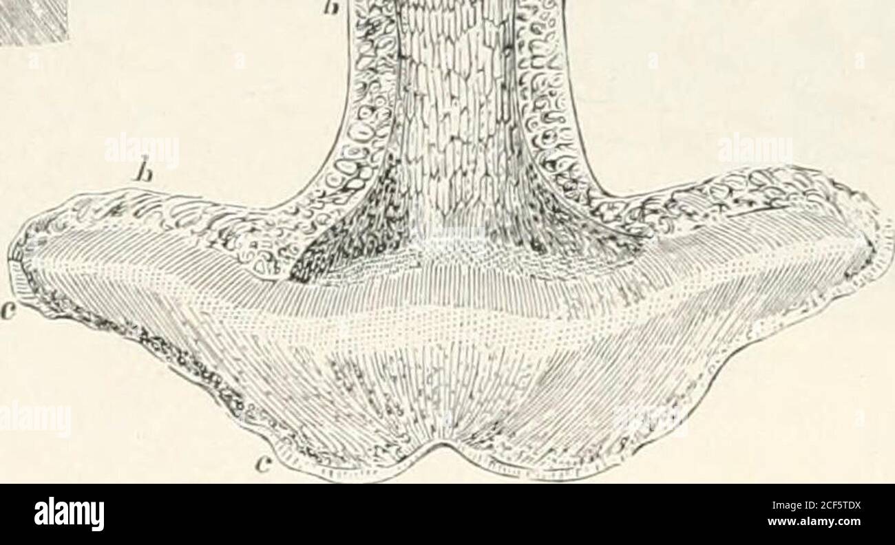 Tooth enamel microscope hi-res stock photography and images - Alamy