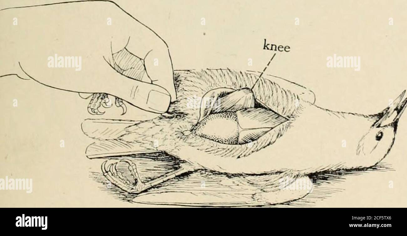 Skinning bird hi-res stock photography and images - Alamy