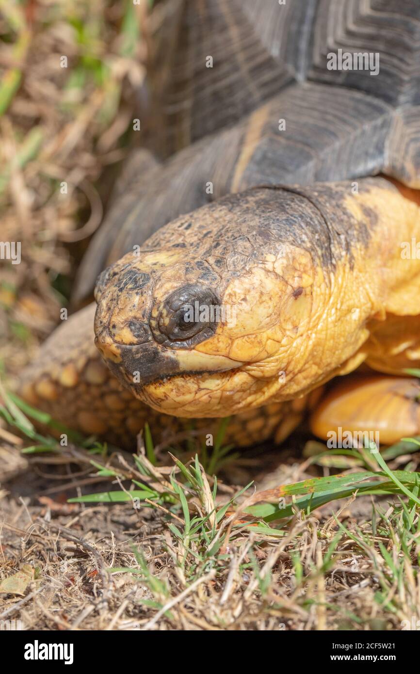 Radiated Tortoise (Astrochelys radiata). Head profile in close up. Face ...