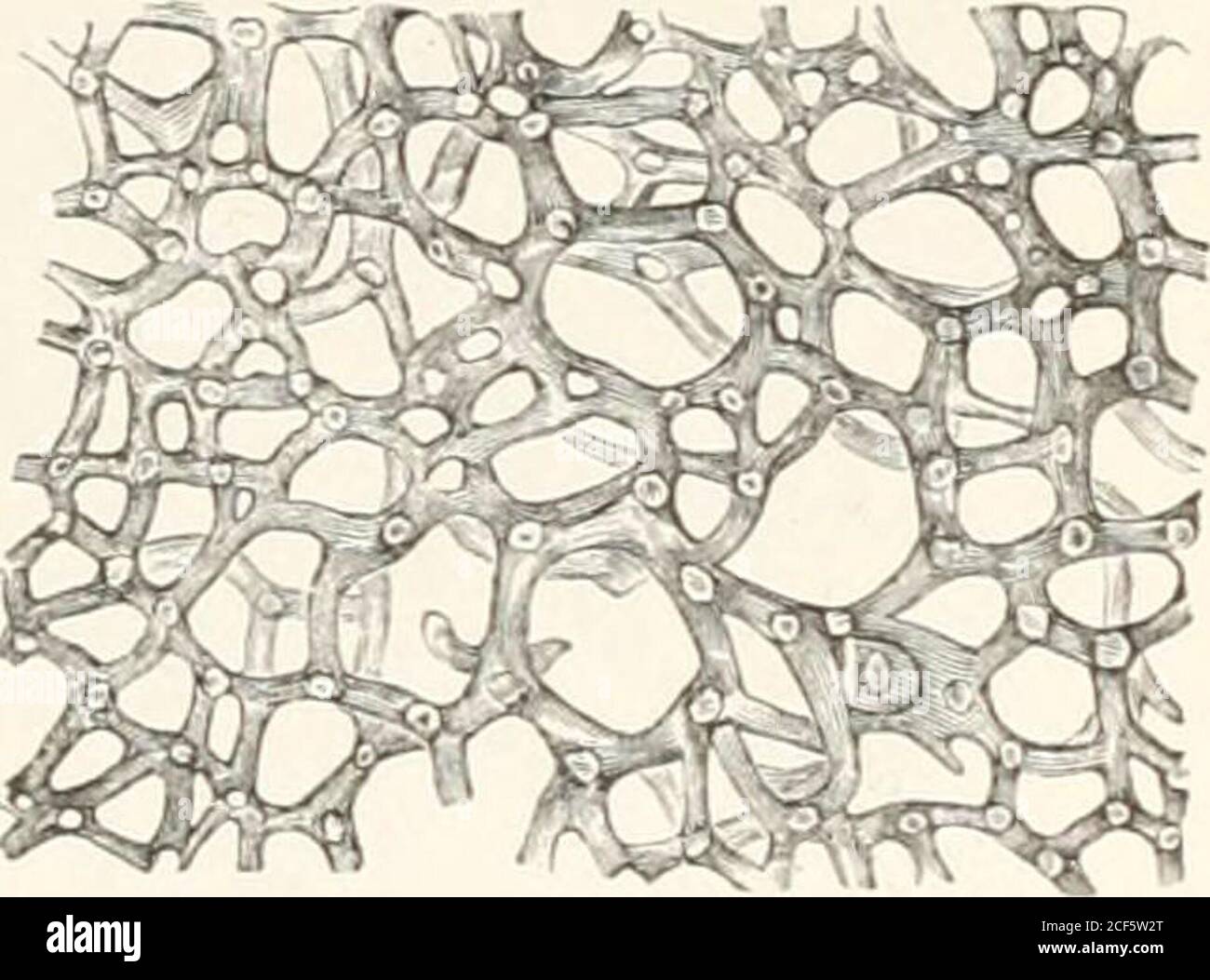 . The microscope and its revelations. . 671.—Section of shell of ...