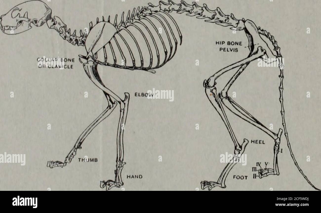 Three Toed Sloth Skeleton