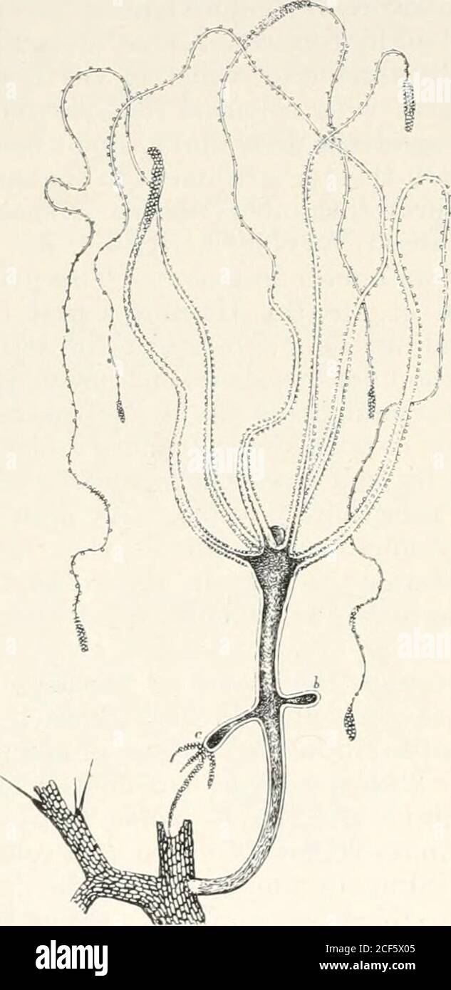 Hydra microscope hi-res stock photography and images - Alamy