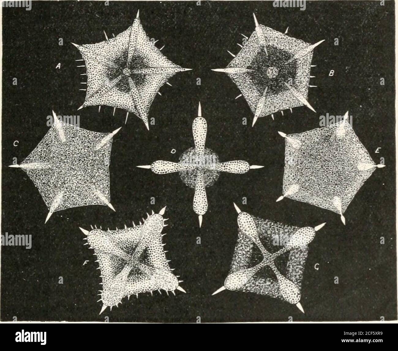 . The microscope and its revelations. FIG. 647.—Various forms of ...