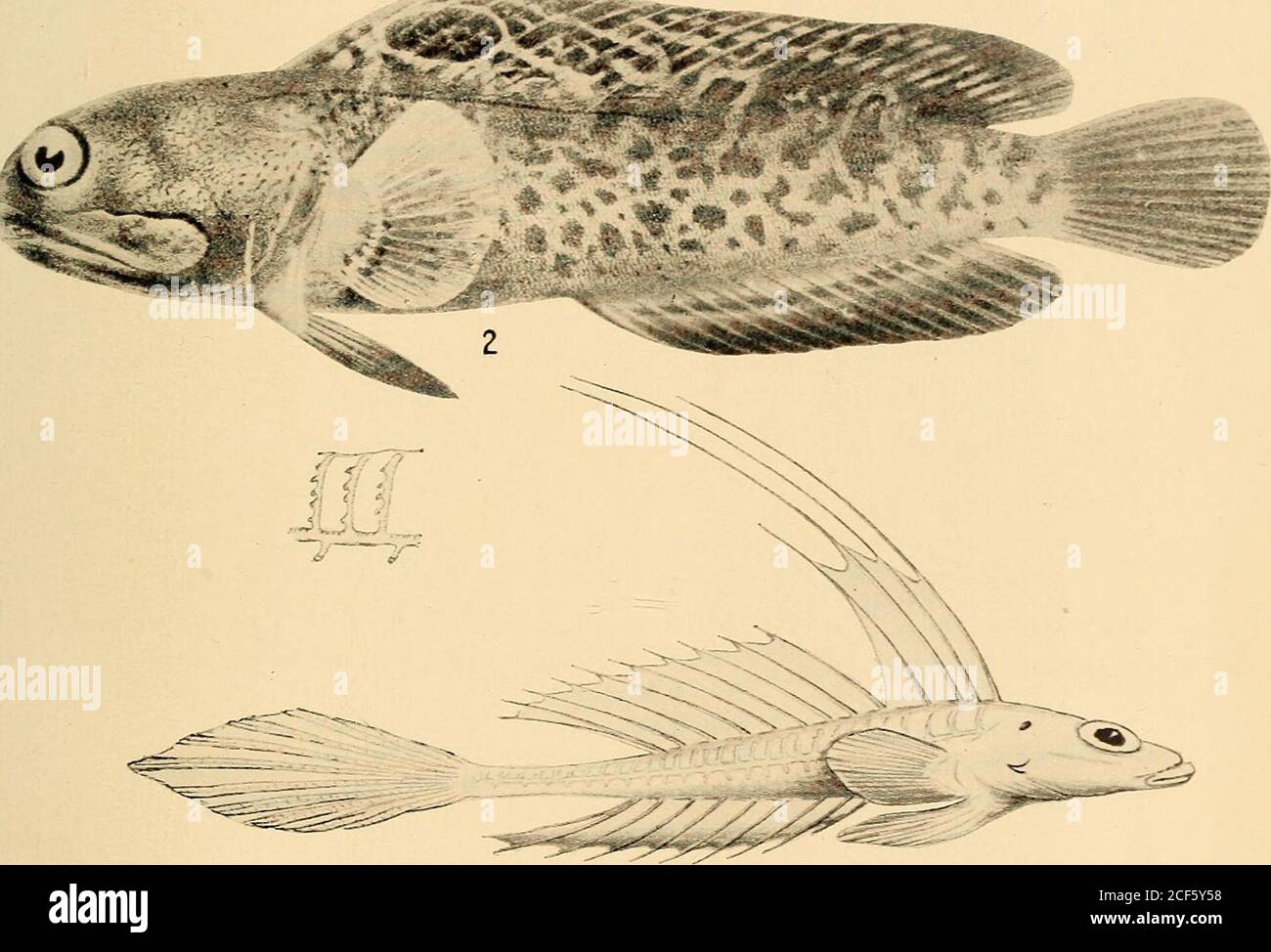 . Annals of the South African Museum = Annale van die Suid-Afrikaanse ...