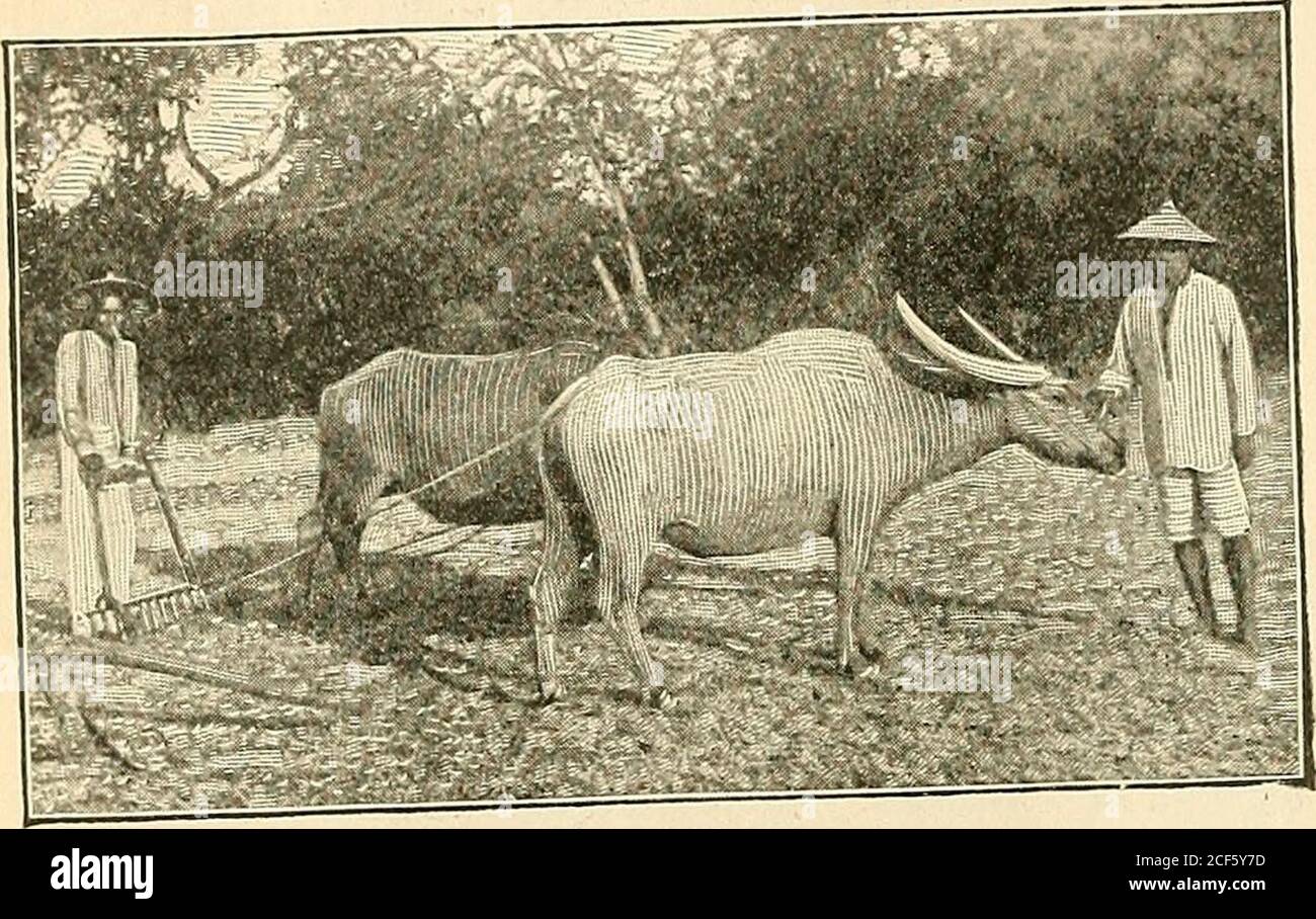 Philippine insects hi-res stock photography and images - Alamy