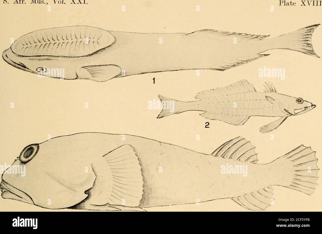 . Annals of the South African Museum = Annale van die Suid-Afrikaanse ...