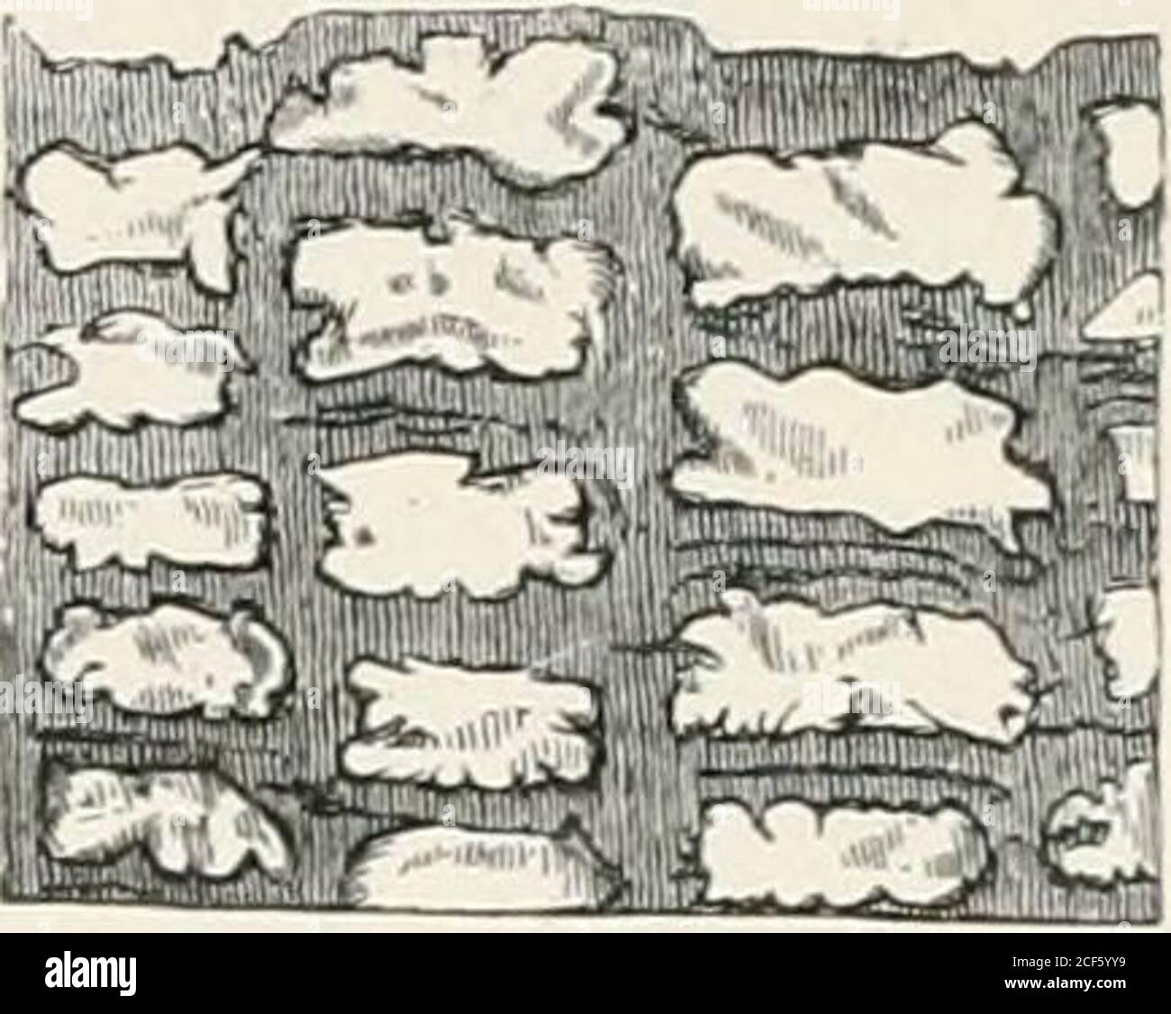 . The microscope and its revelations. FIG. 637.—Portions of the section ...