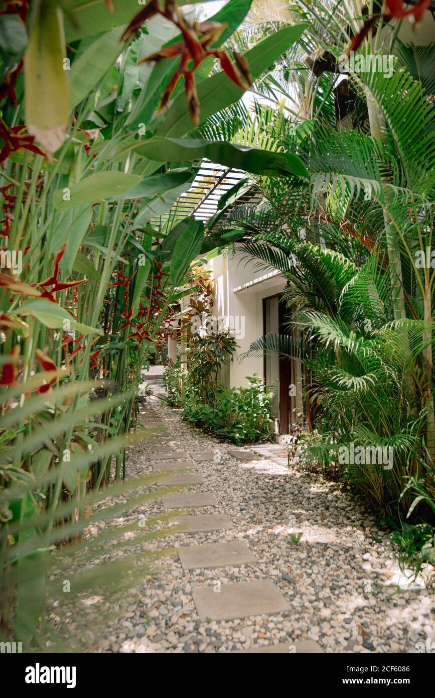 Stone walkway leading to entrance of cottage surrounded by exotic ...