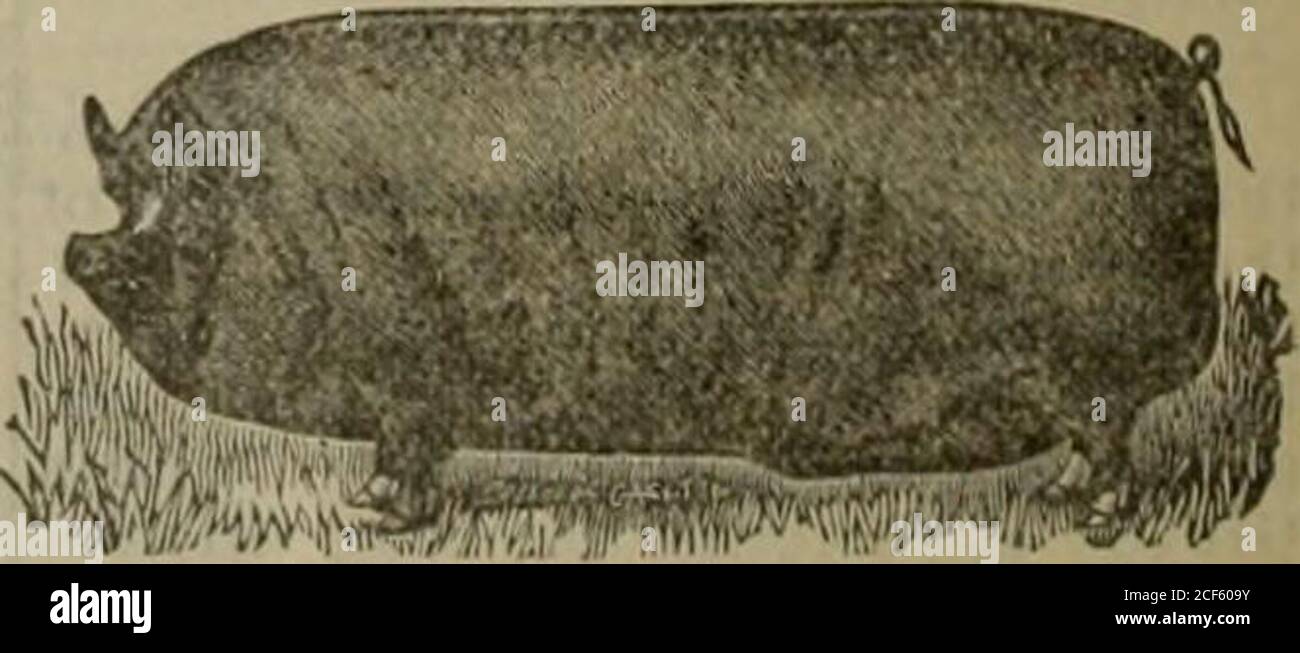 Fancy pigs hi-res stock photography and images - Alamy