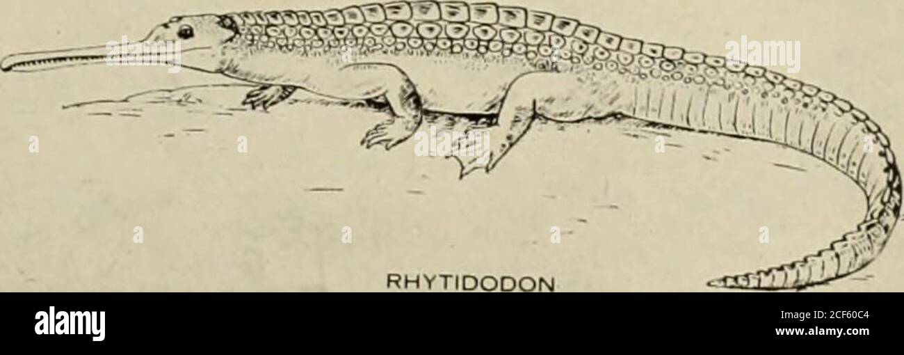 . Guide leaflet. PODOKESAURUS. RHYTIDODON Certain types of dinosaurs of ...