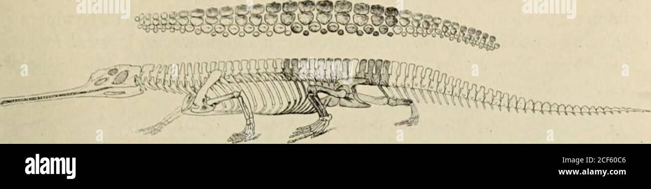 Dermal plates hi-res stock photography and images - Alamy
