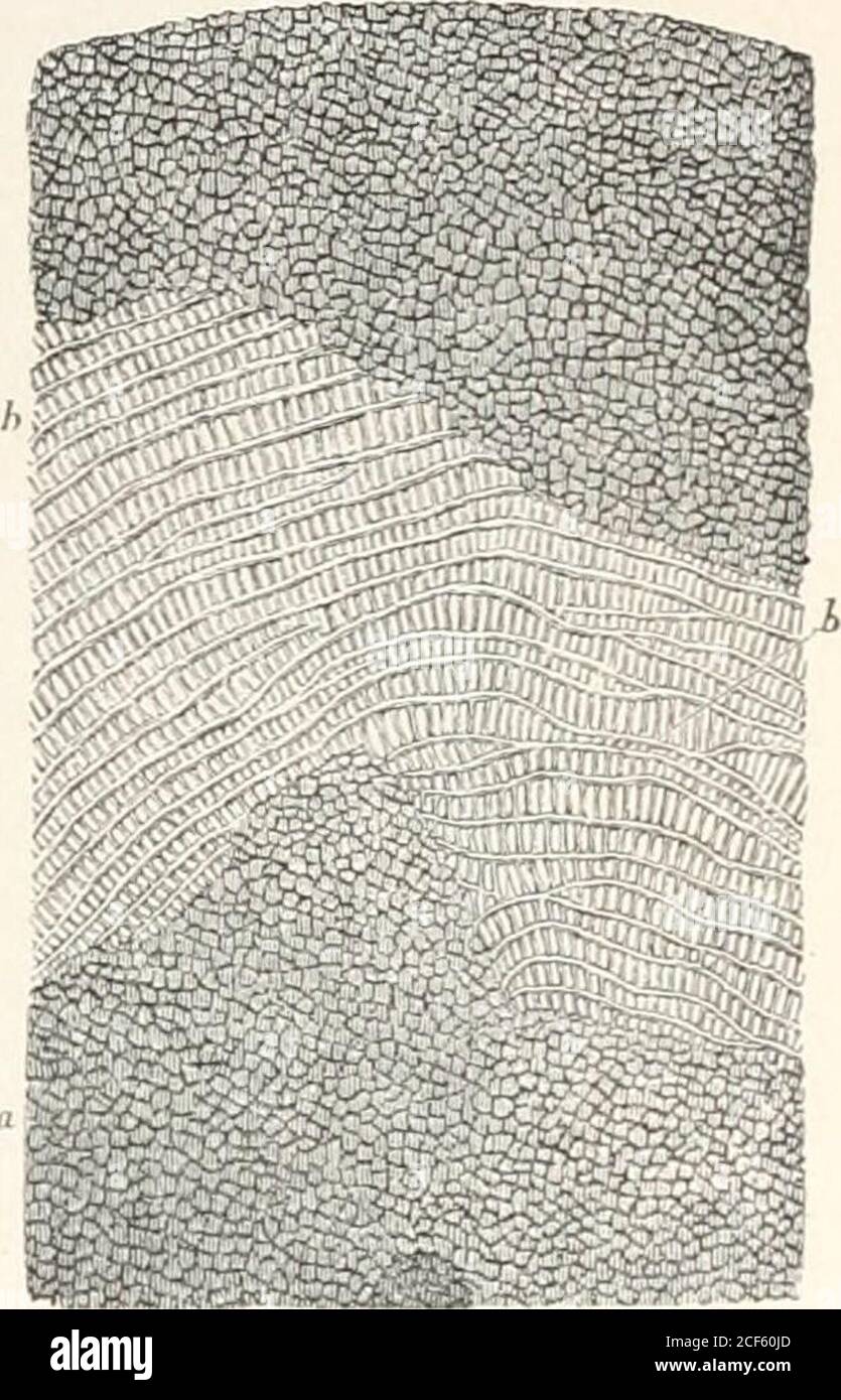 Fossil limestone microscope hi-res stock photography and images - Alamy