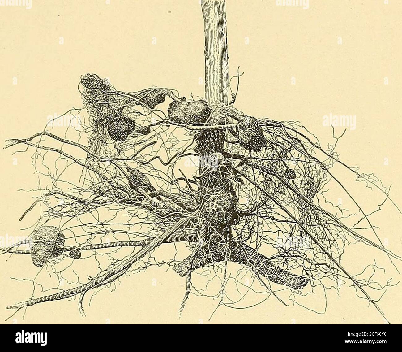 Crown gall disease hi-res stock photography and images - Alamy