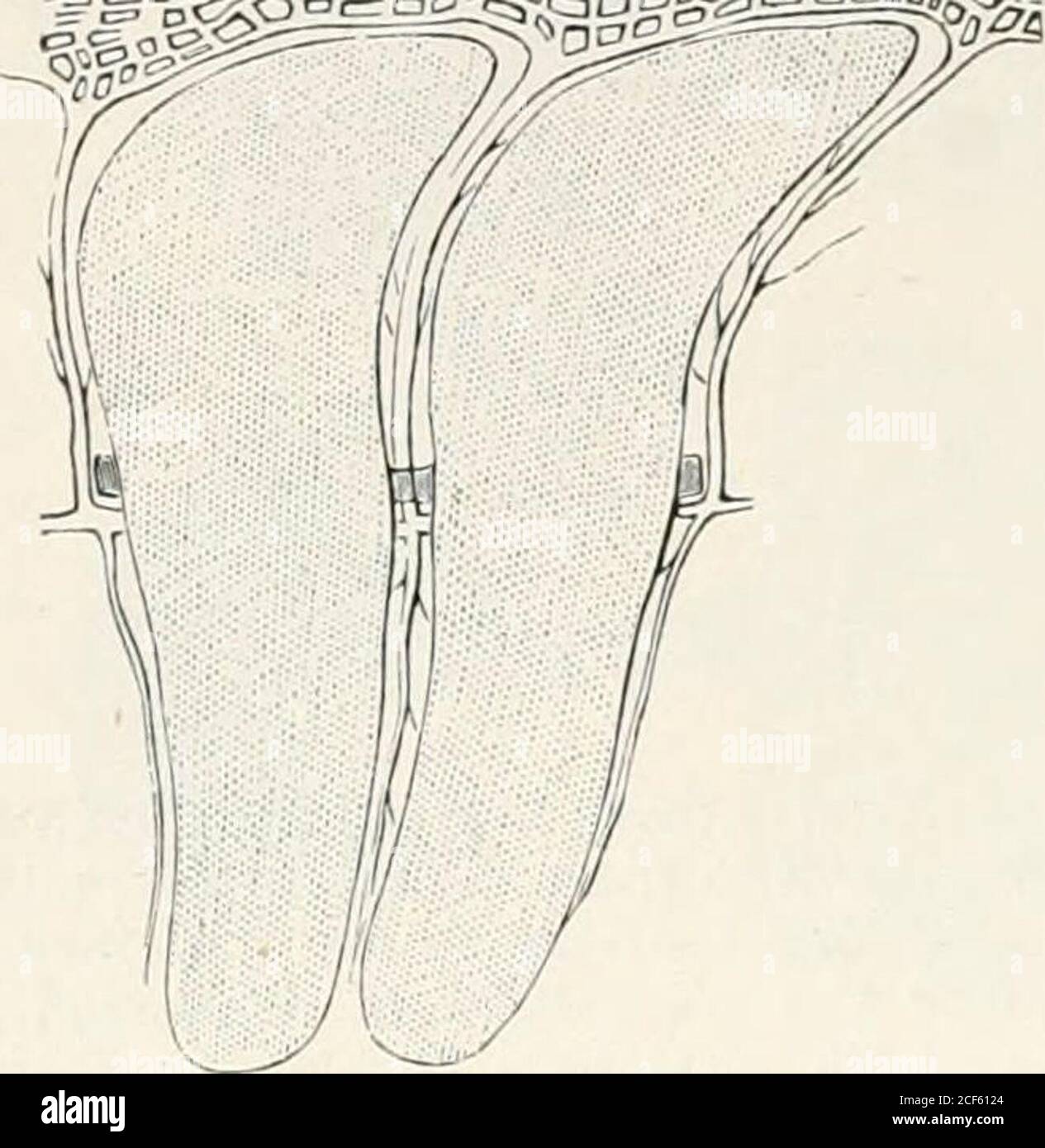 Larger shell structure hi-res stock photography and images - Alamy