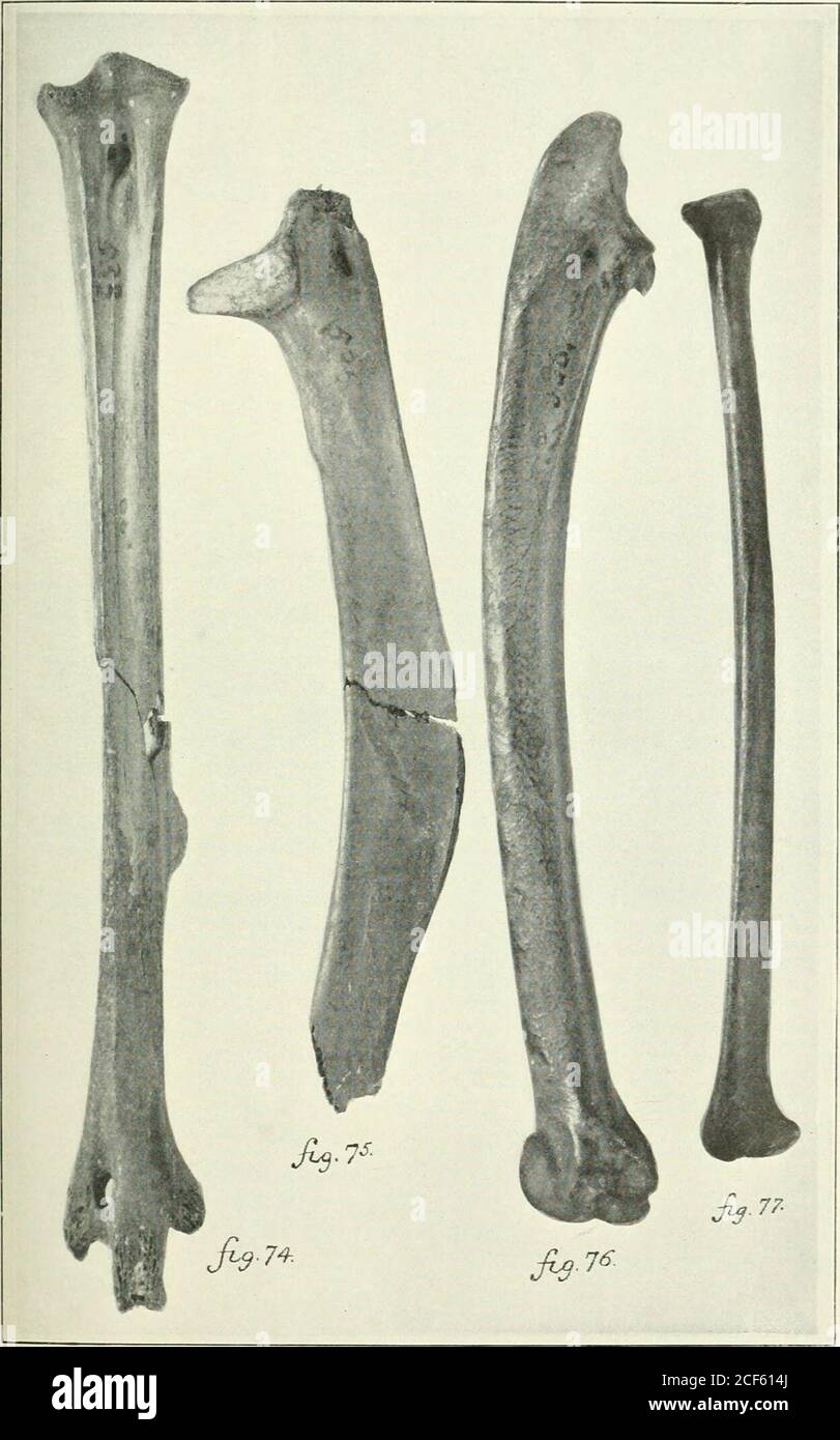 . Transactions. SHUFELDT: FOSSIL BIRDS IX MARSH COLLECTION OF YALE ...