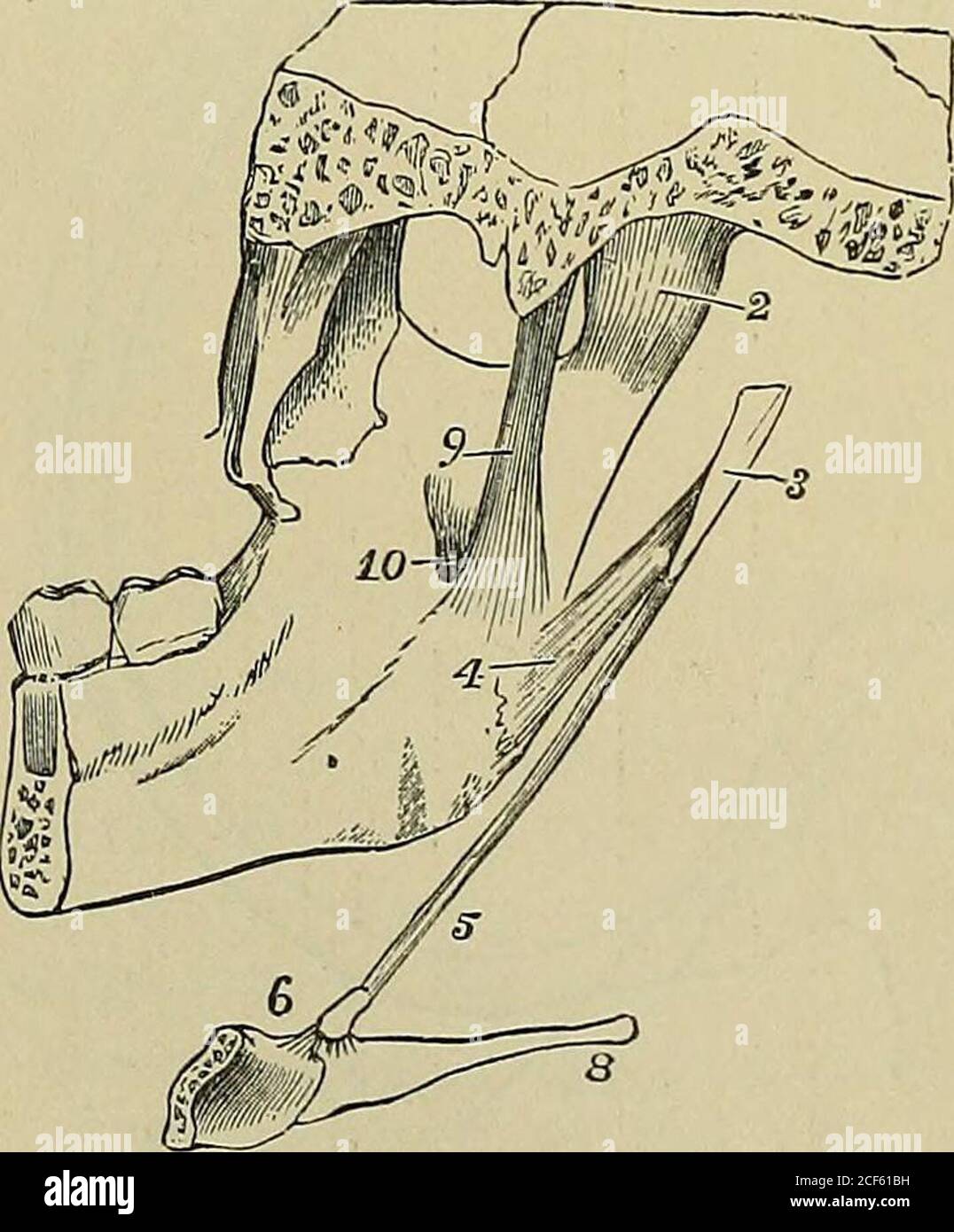Styloid process of temporal bone hi-res stock photography and images ...