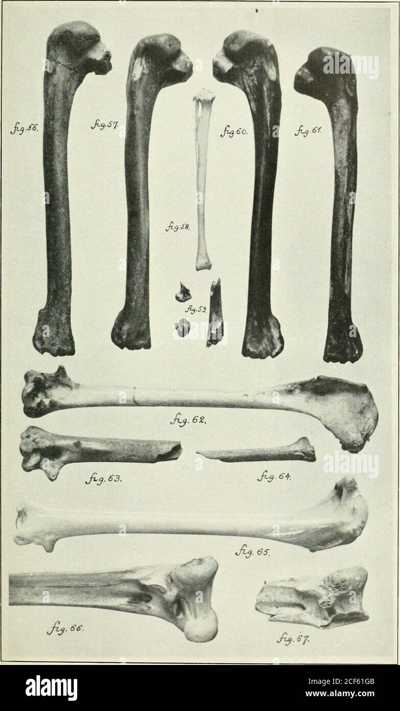 Humerus fossil hi-res stock photography and images - Alamy