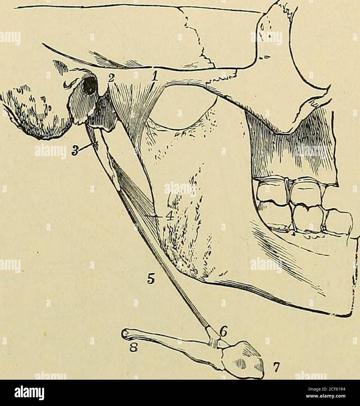 . Quain's Elements of anatomy. 162 THE AKTICULATIONS OF THE THUNK AND ...