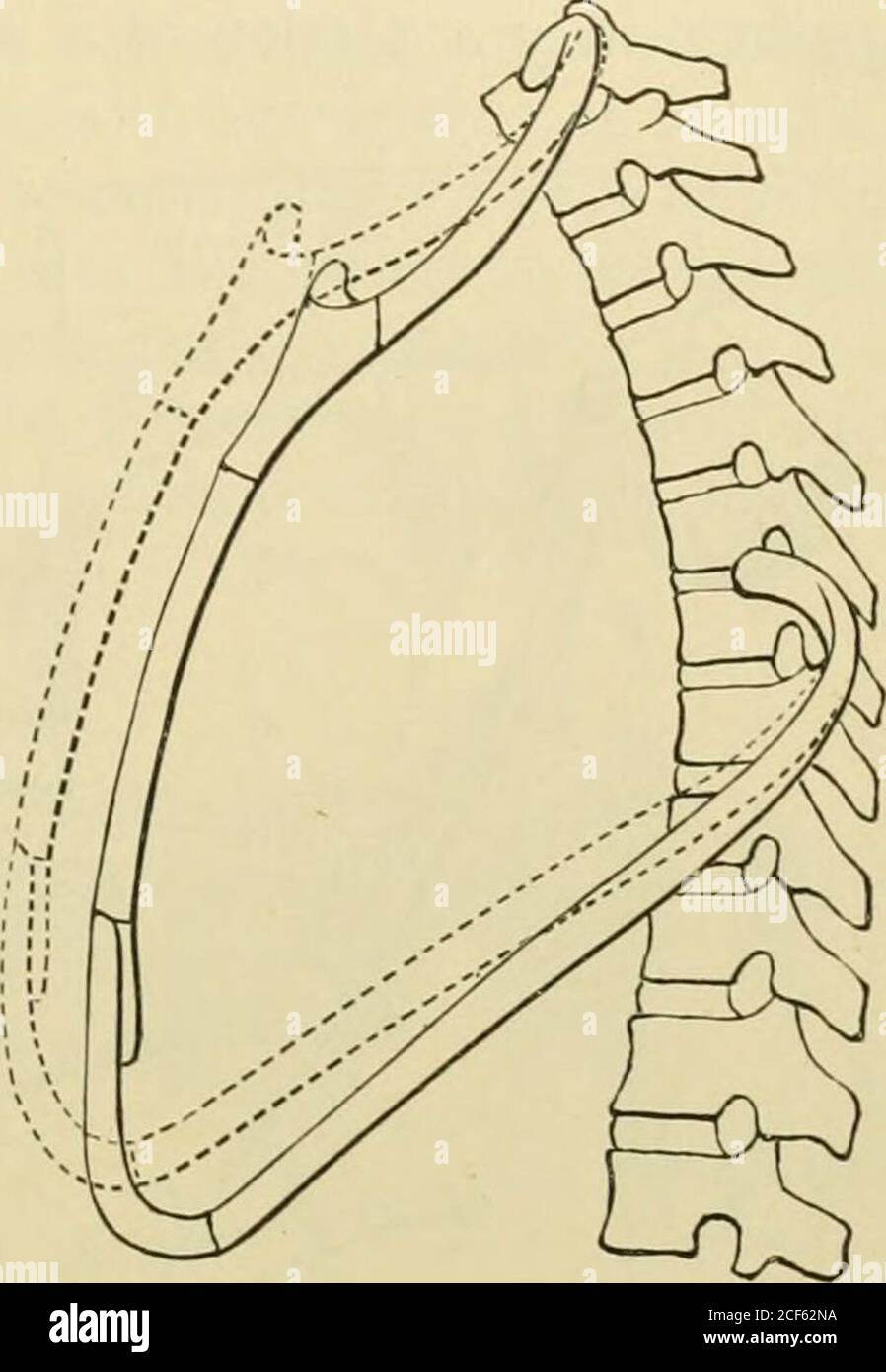 . Quain's Elements of anatomy. ibres of the chondro-sternal ligaments ...
