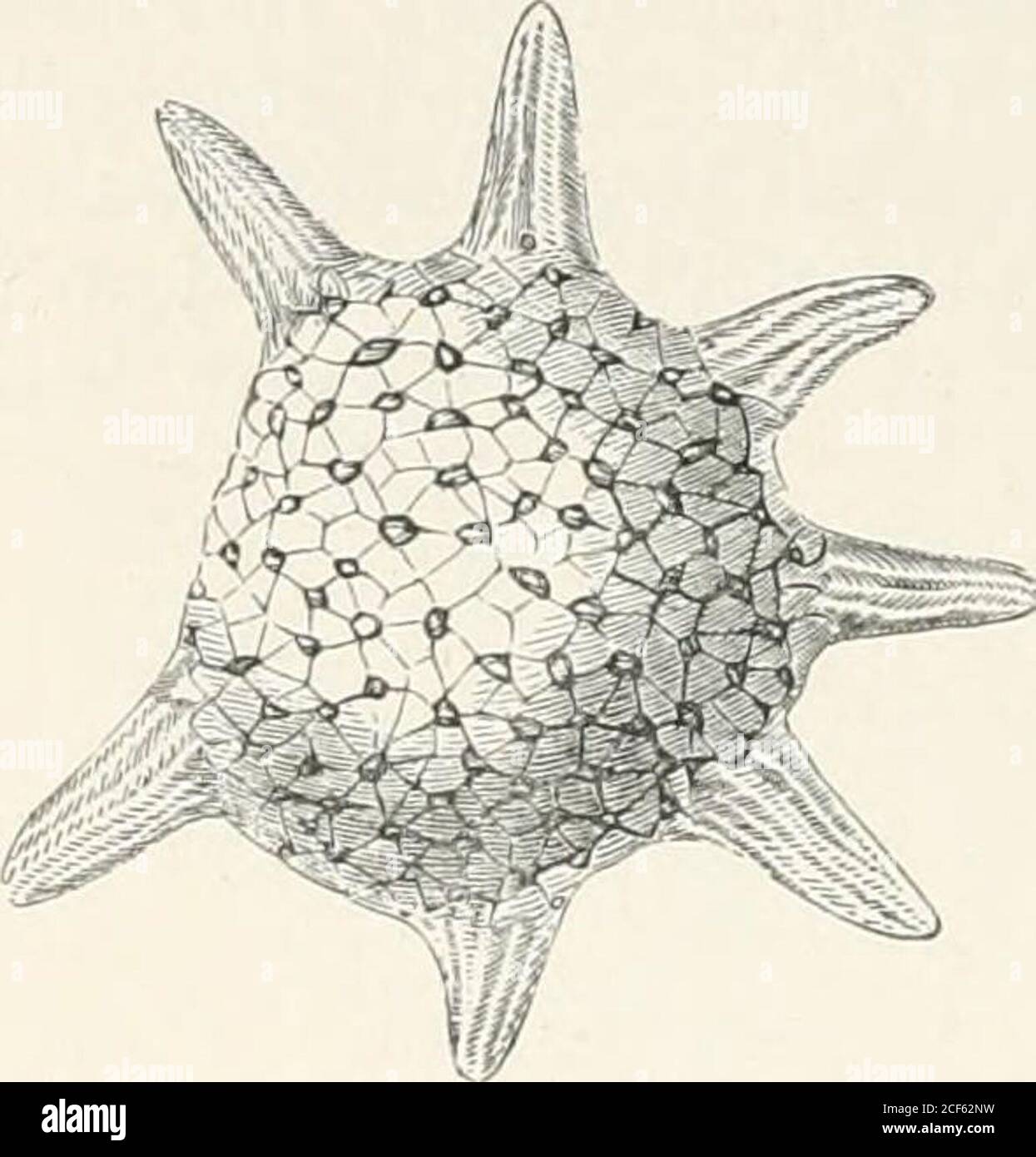 . The microscope and its revelations. so arranged as to forma spire ...