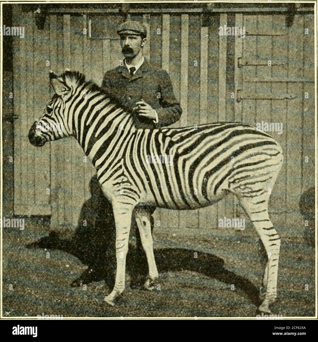 Mr stripe zebra hi-res stock photography and images - Alamy