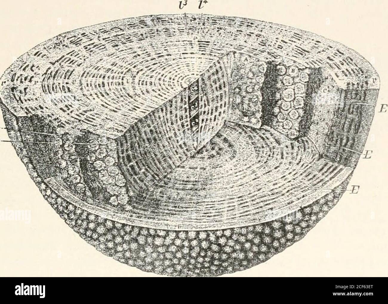 Nautiloid fossil hi-res stock photography and images - Alamy