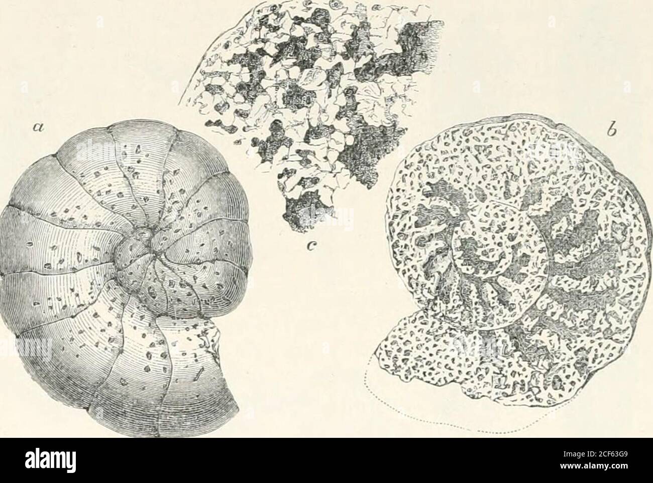 Microscopic sand grains hi-res stock photography and images - Alamy