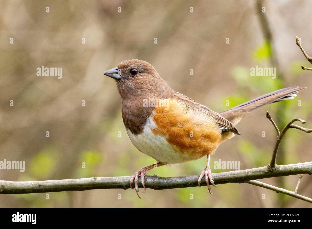 Female eastern towhee hi-res stock photography and images - Alamy