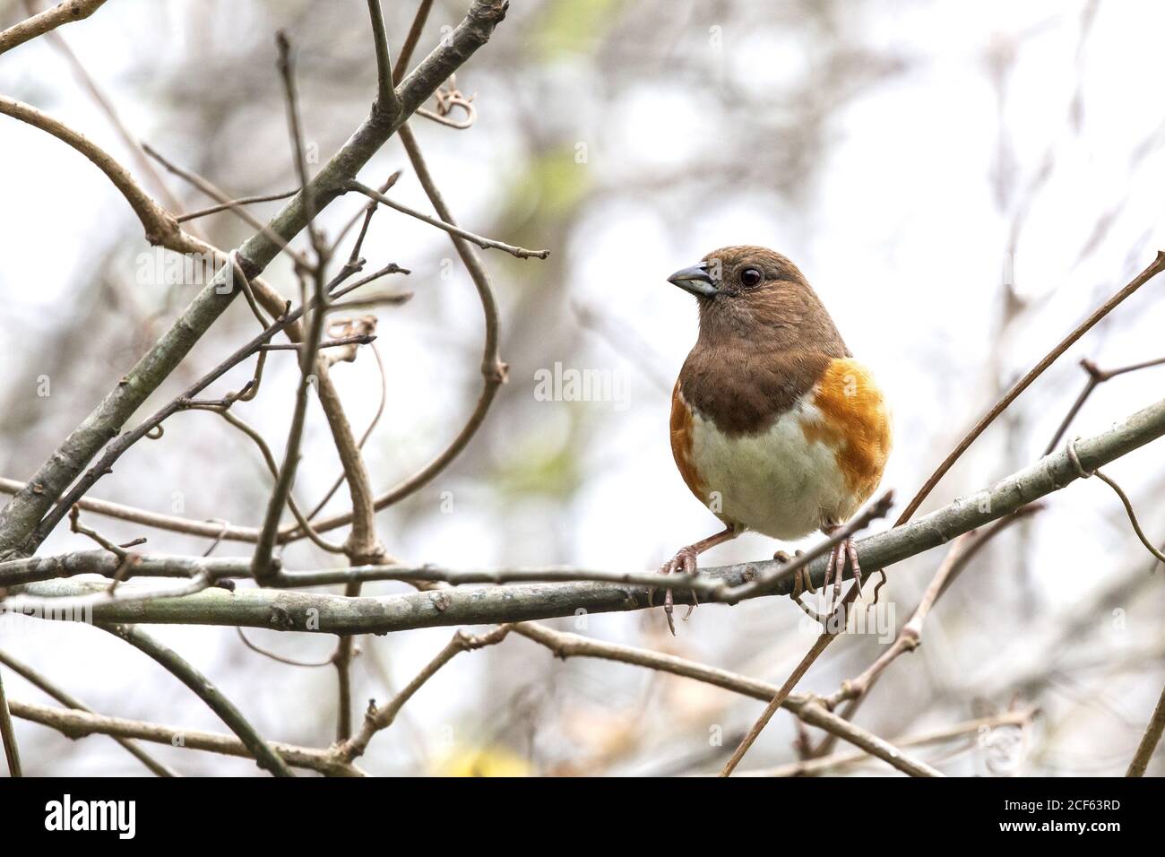 Female eastern towhee hi-res stock photography and images - Alamy