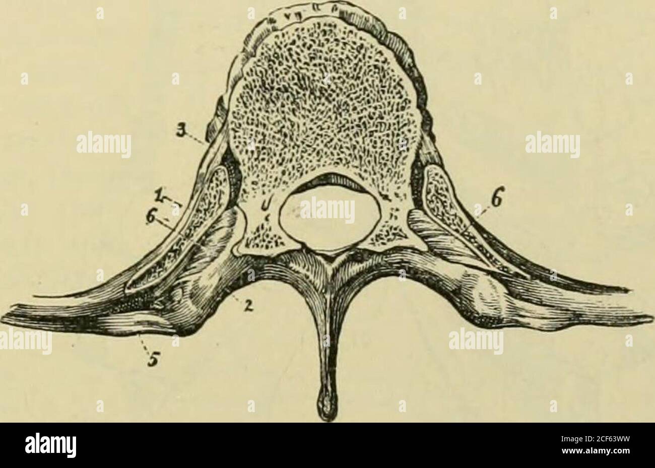 . Quain's Elements of anatomy. wn as the lif/amcnfum conju-galc ...
