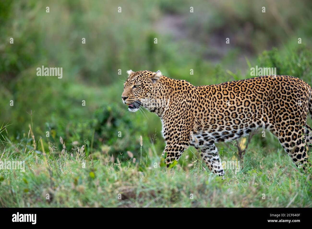 African leopard (Panthera pardus) in Kenya, Africa Stock Photo - Alamy