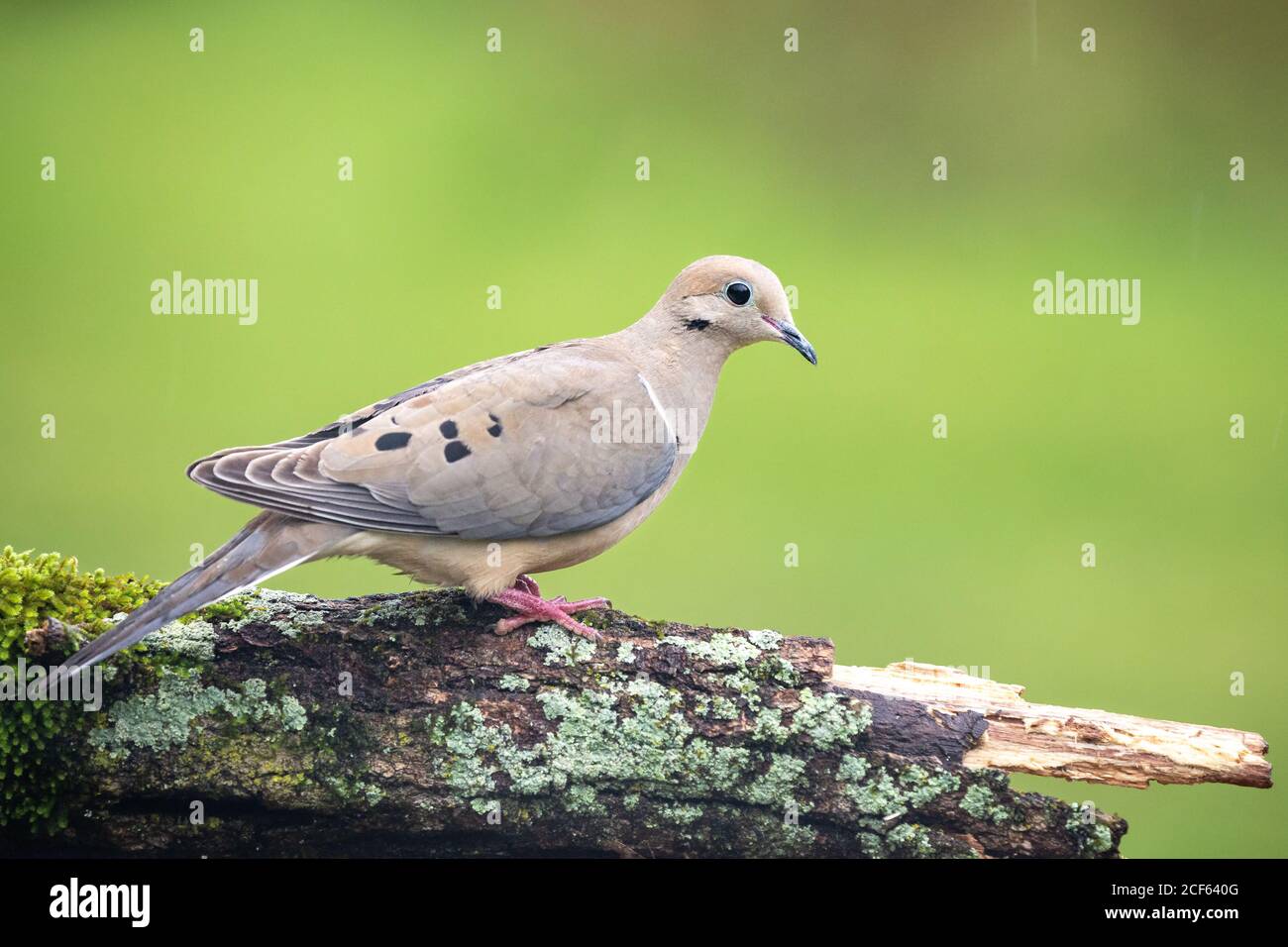 Mourning Dove perched and resting Stock Photo - Alamy