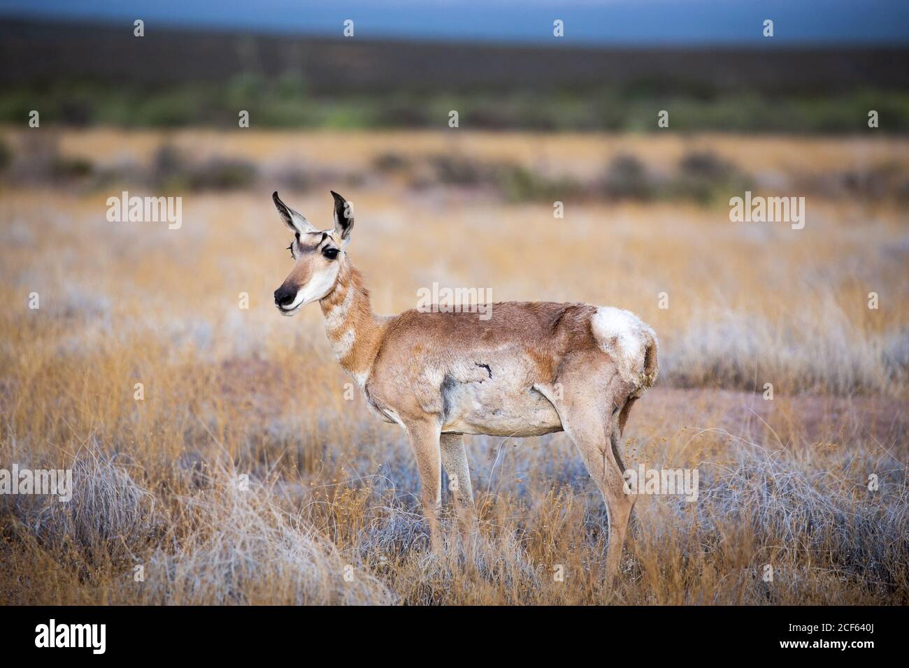 Pronghorn Antelope, Antilocapra americana Stock Photo - Alamy
