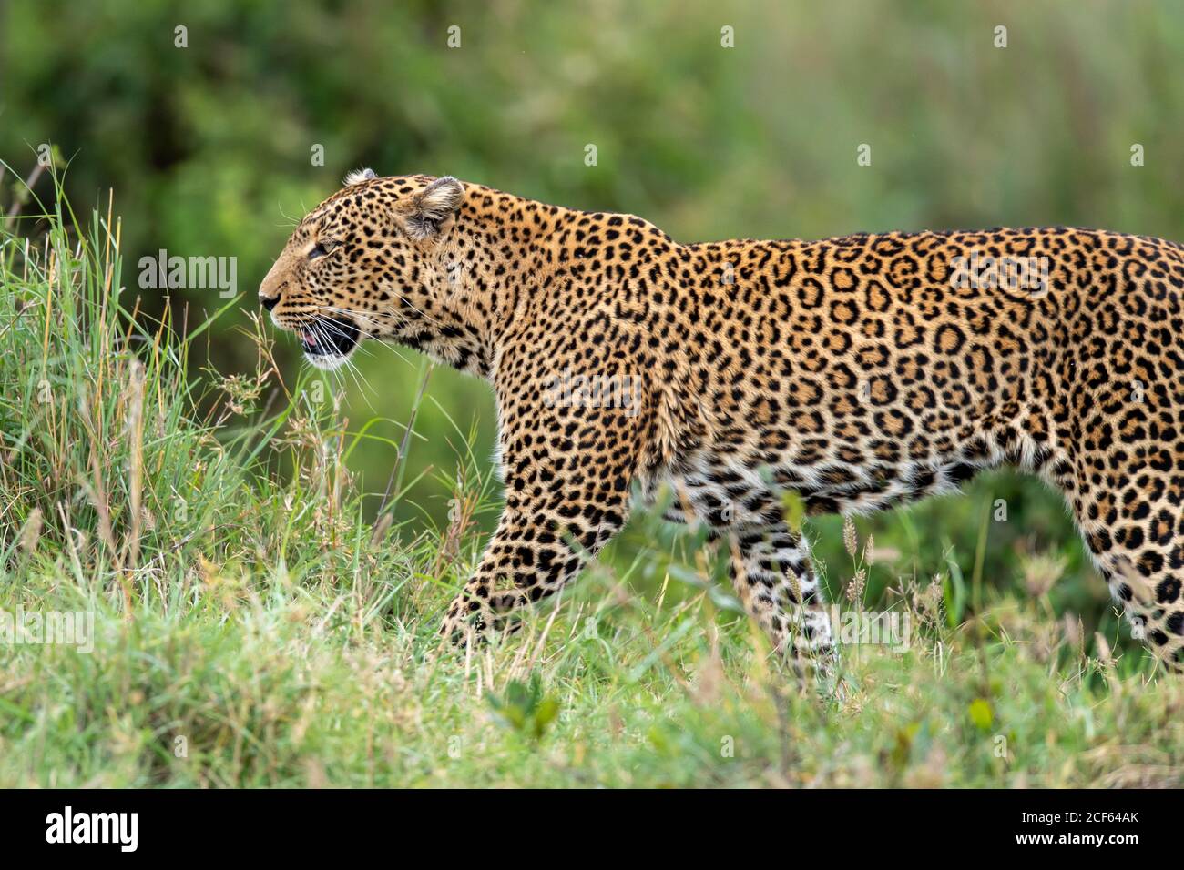 African leopard (Panthera pardus) in Kenya, Africa Stock Photo - Alamy