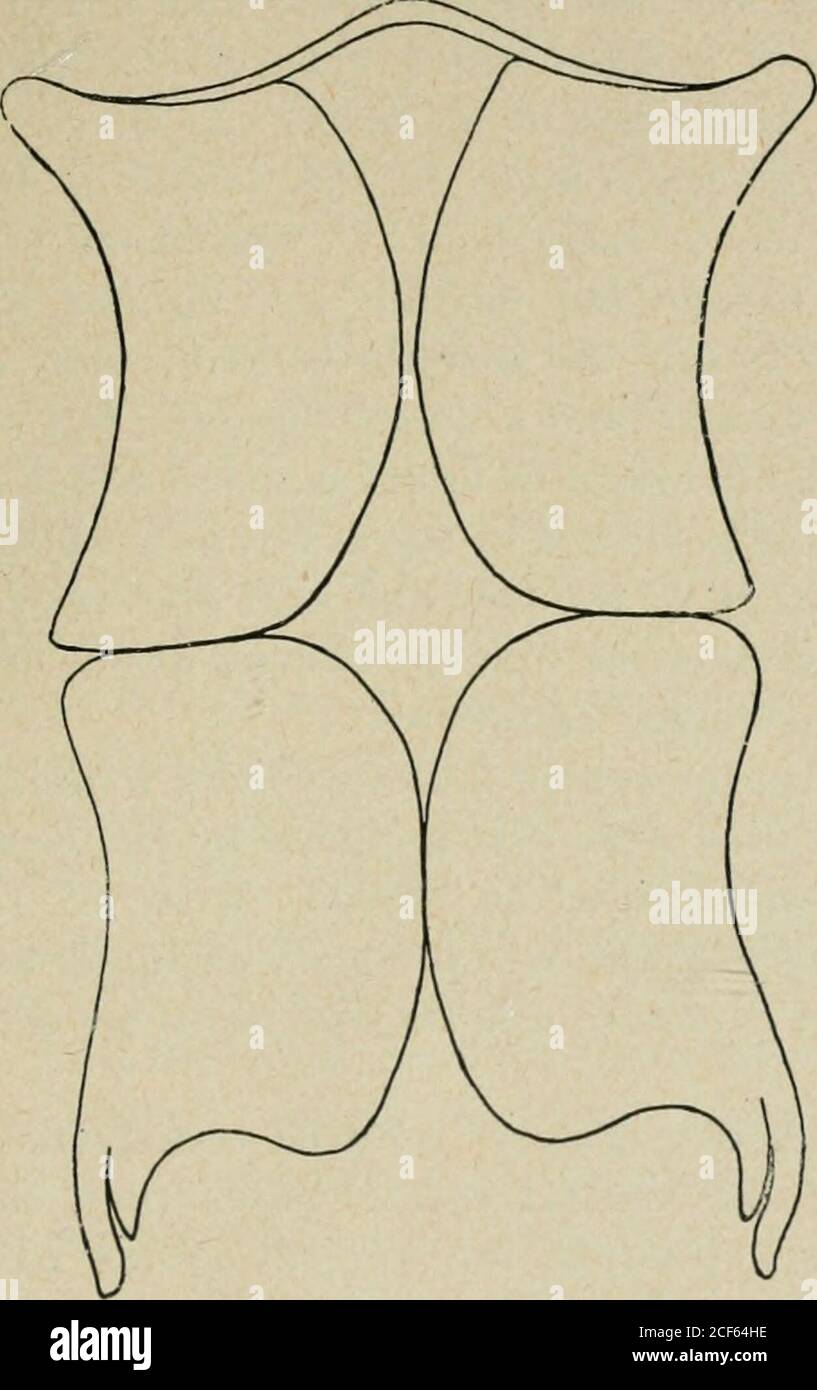 Dinichthys hi-res stock photography and images - Alamy