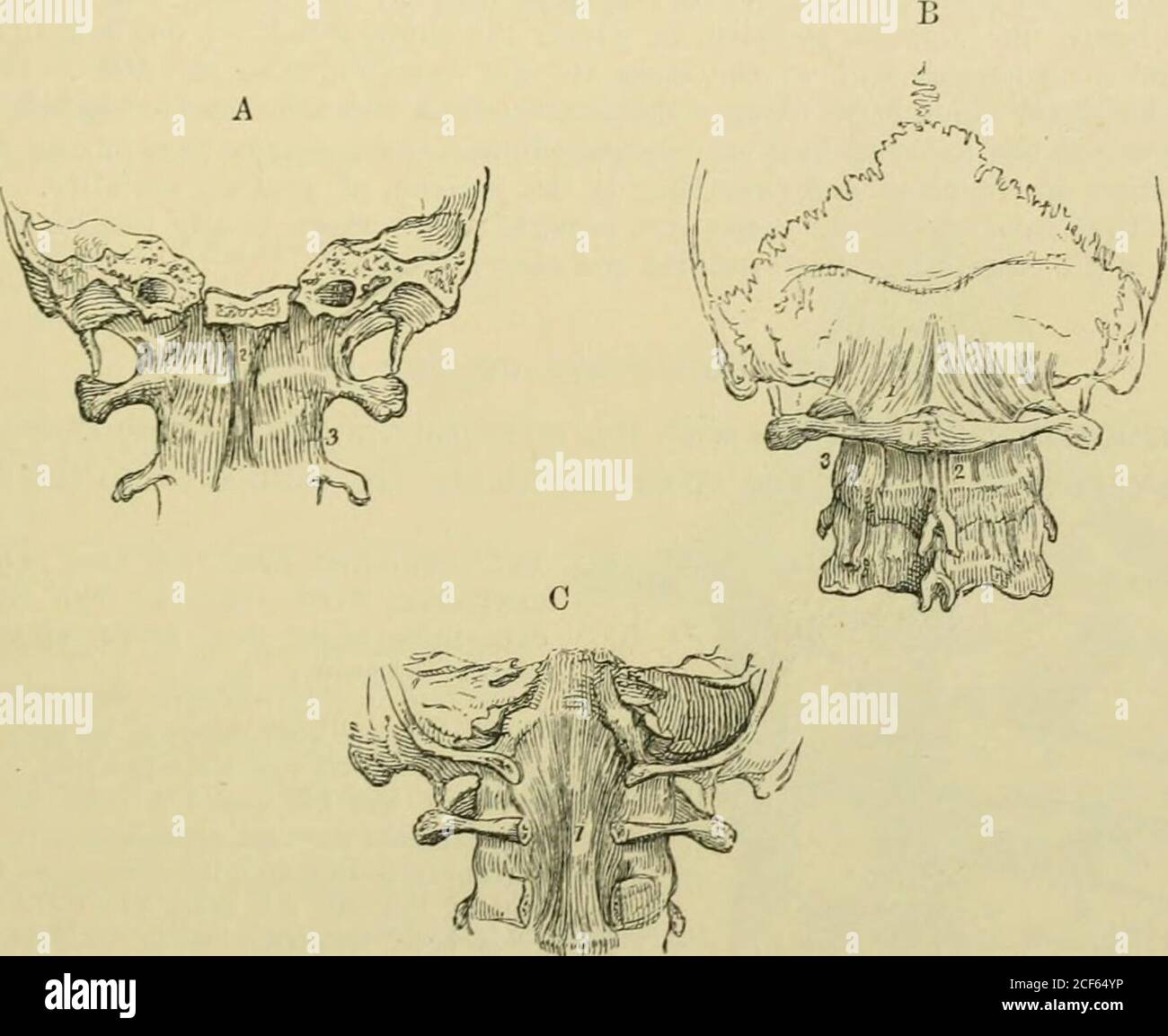 . Quain's Elements of anatomy. passes ARTICULATIONS OF THE ATLAS, AXIS ...