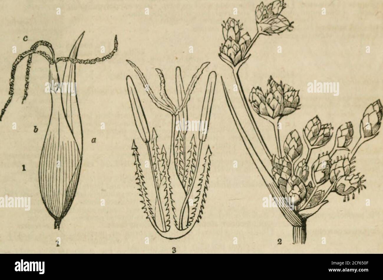 Lower glume hi-res stock photography and images - Alamy