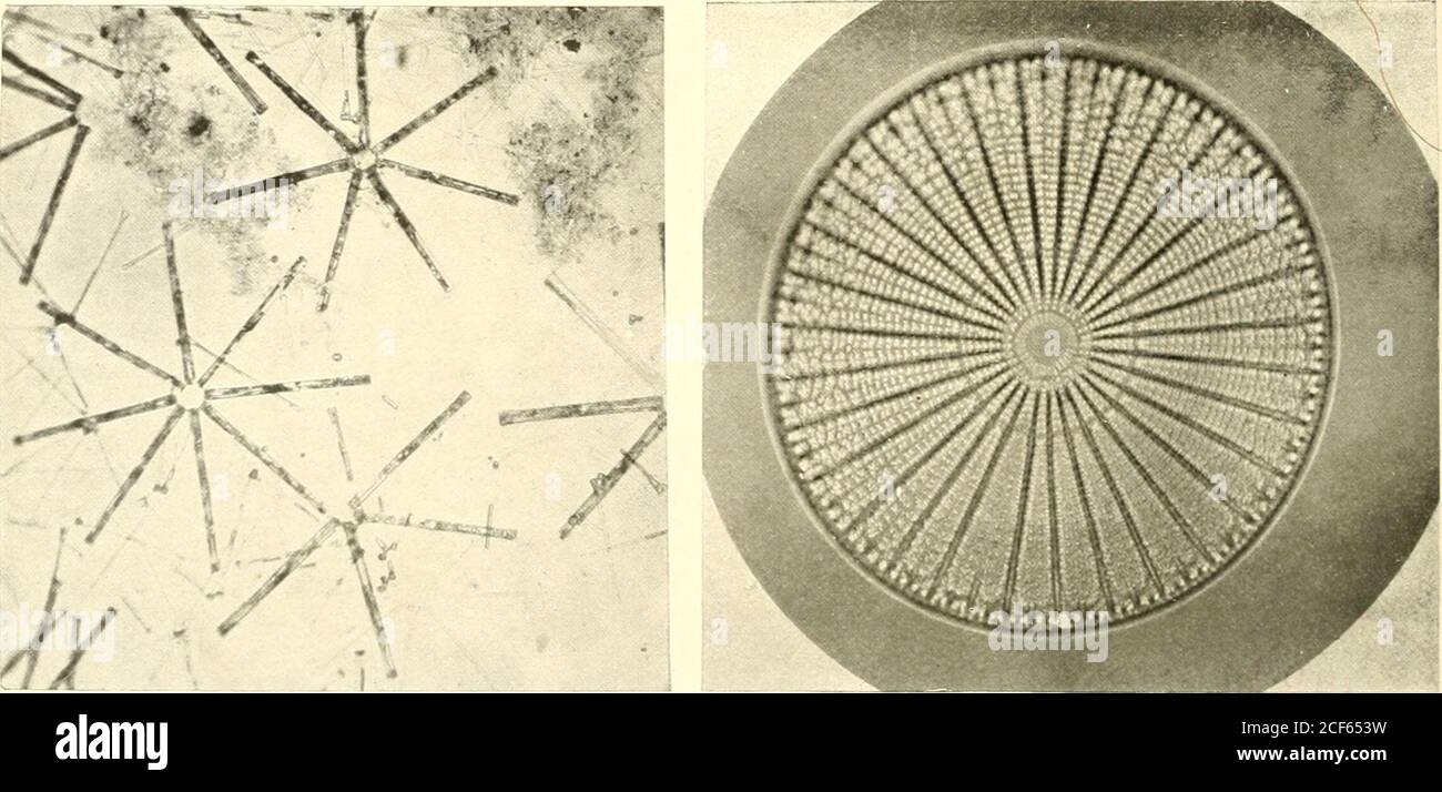 Asterionella hi-res stock photography and images - Alamy