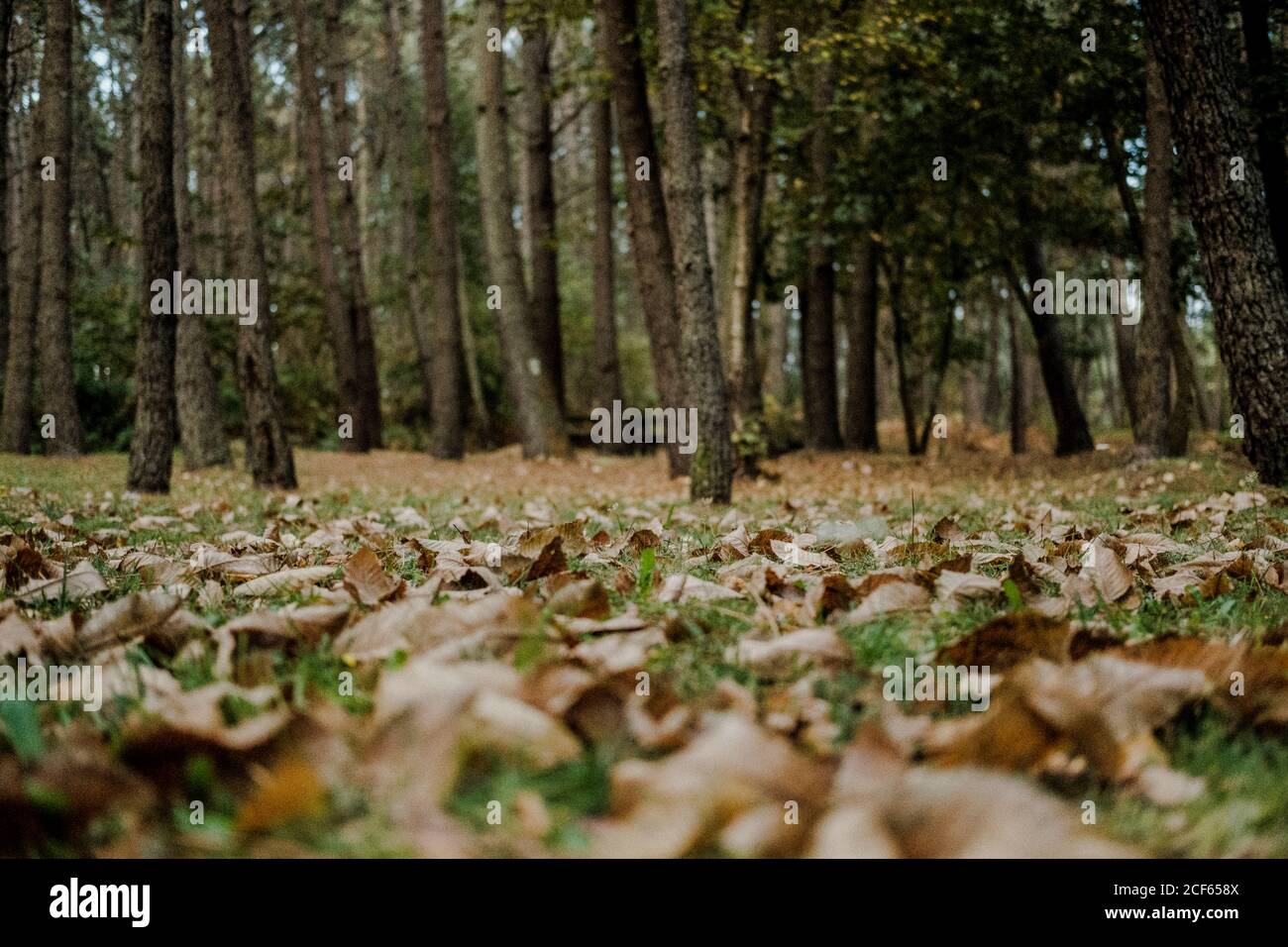 Green grass trees in forest hi-res stock photography and images - Alamy