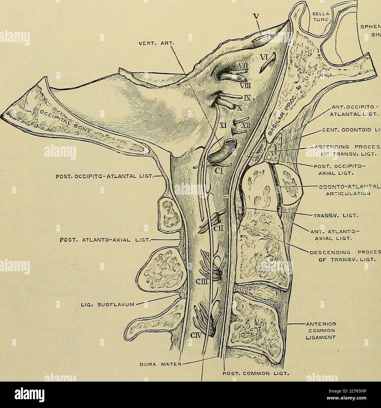 Cruciform Ligament
