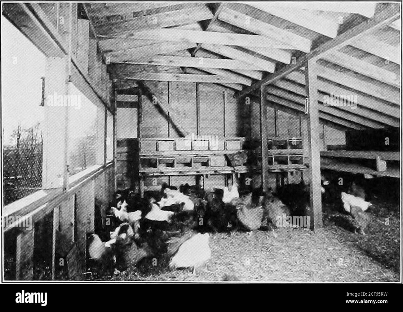 . Poultry culture. Laying house for 100 hens, Massachisetts ...