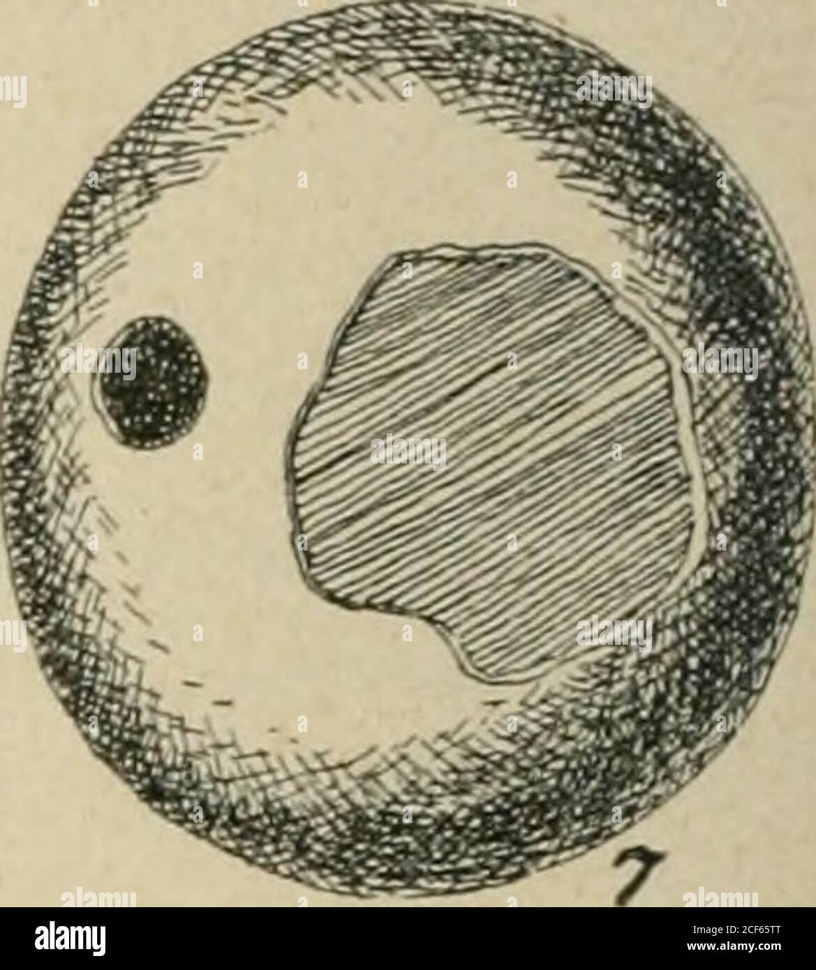 . The Pan-American geologist Stock Photo - Alamy