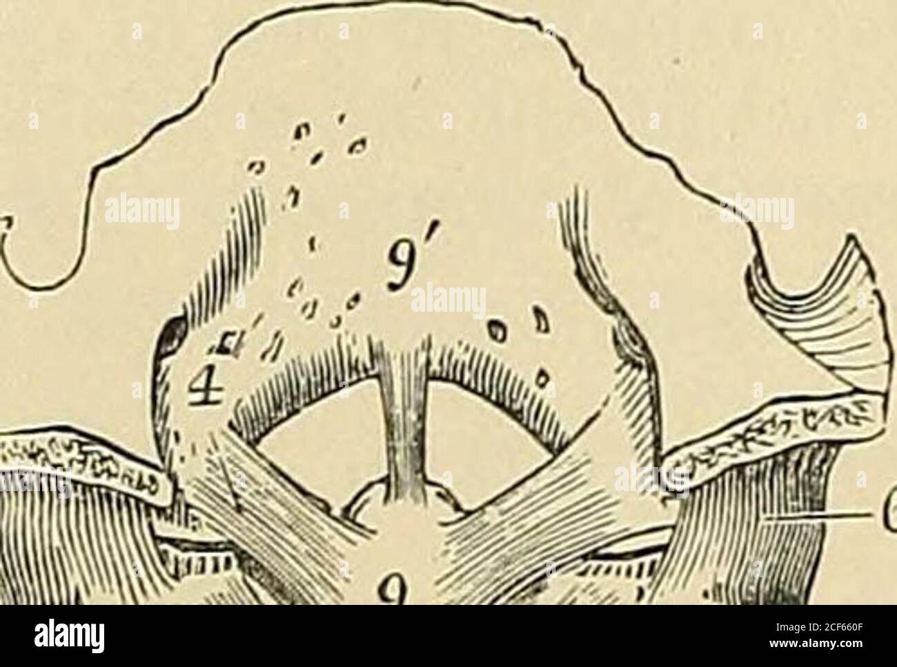 Odontoid process hi-res stock photography and images - Alamy