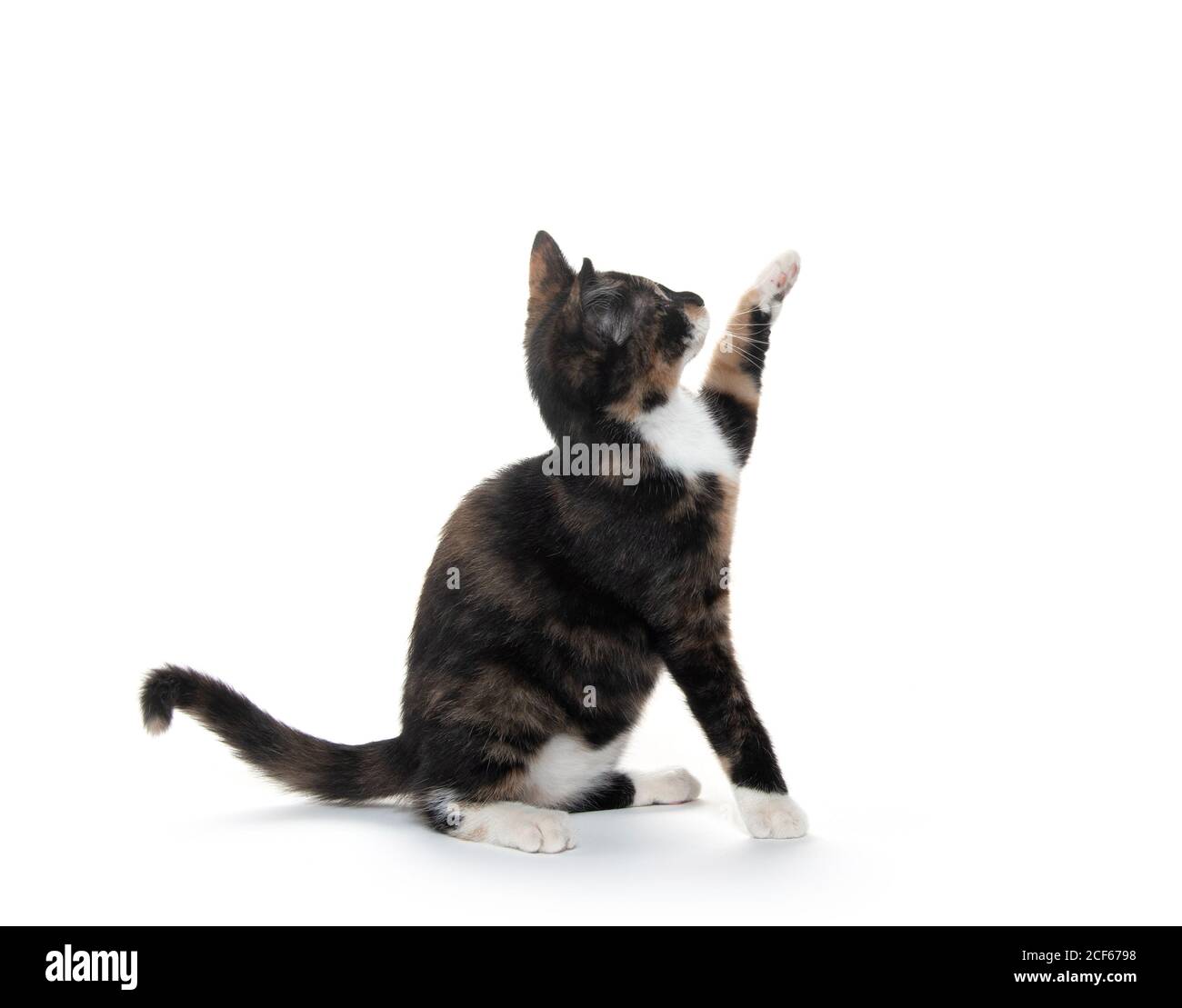 Cute tabby tortoise shell kitten playing isolated on white background ...