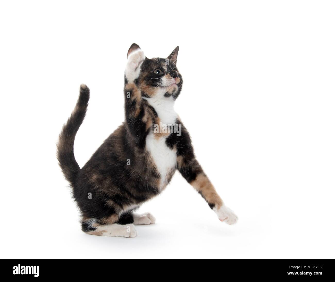 Cute tabby tortoise shell kitten playing isolated on white background ...