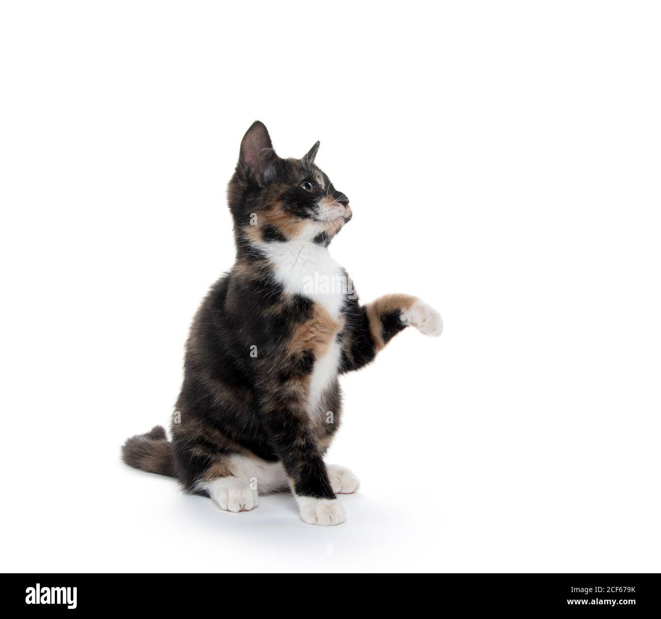 Cute tabby tortoise shell kitten playing isolated on white background ...