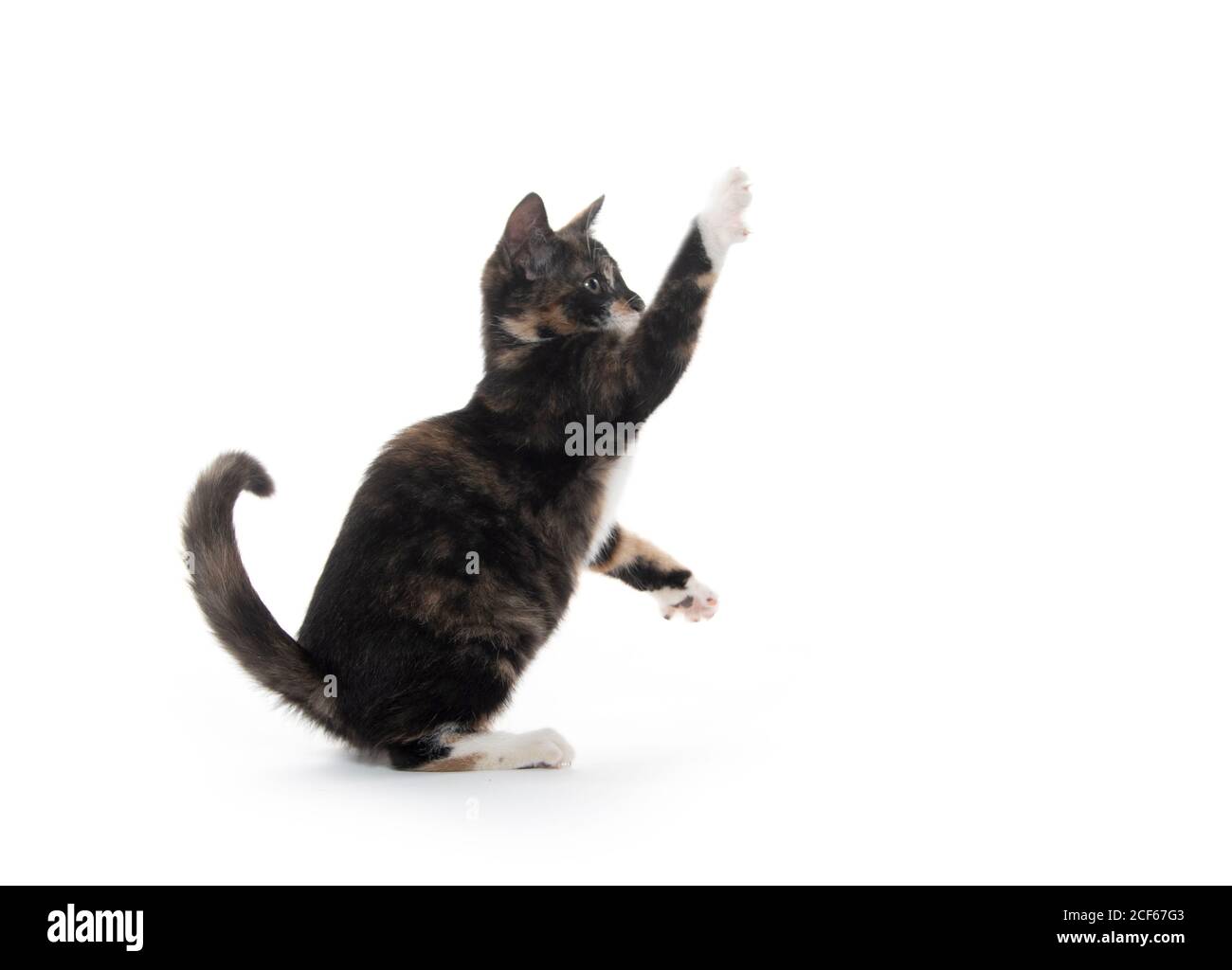 Cute tabby tortoise shell kitten playing isolated on white background ...