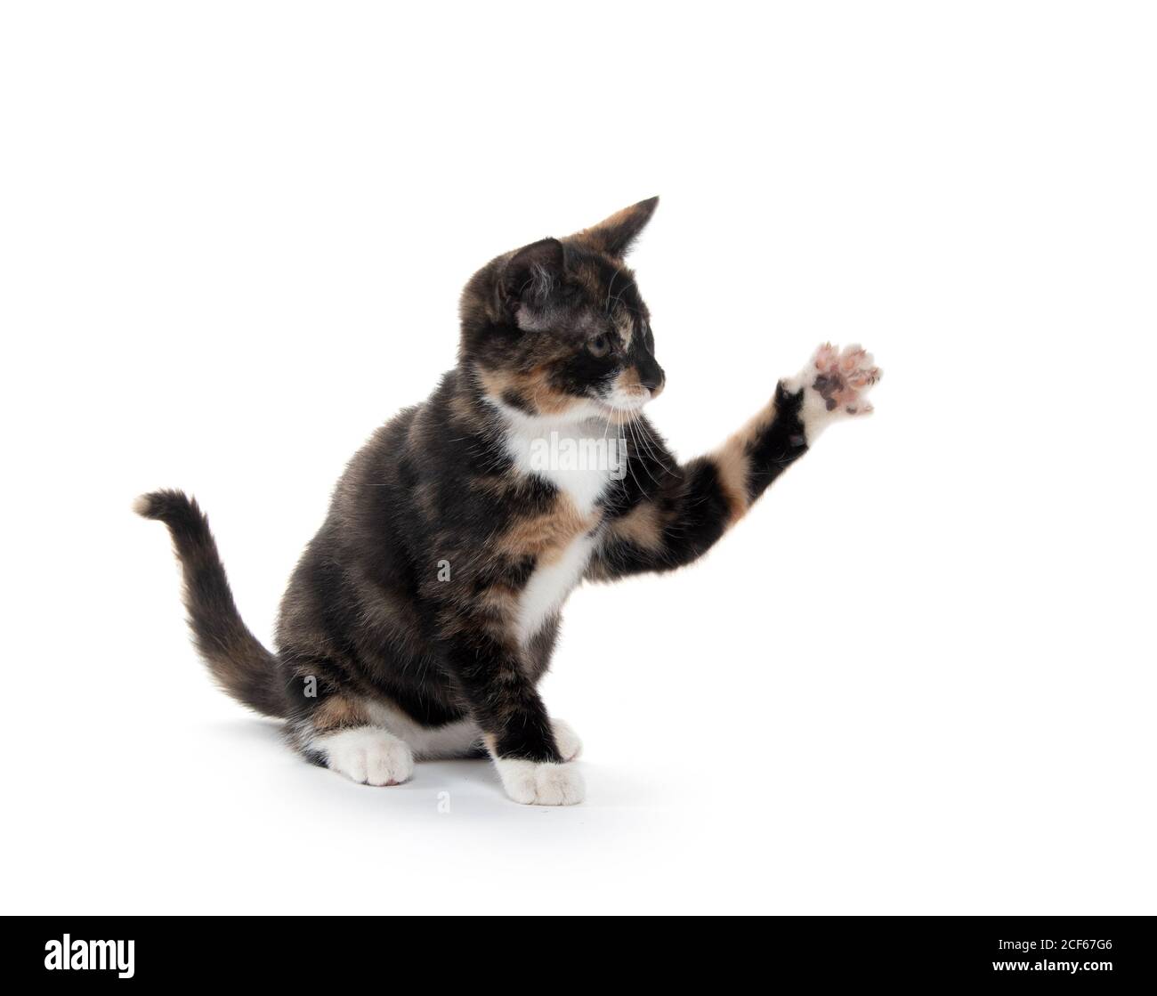Cute tabby tortoise shell kitten playing isolated on white background ...