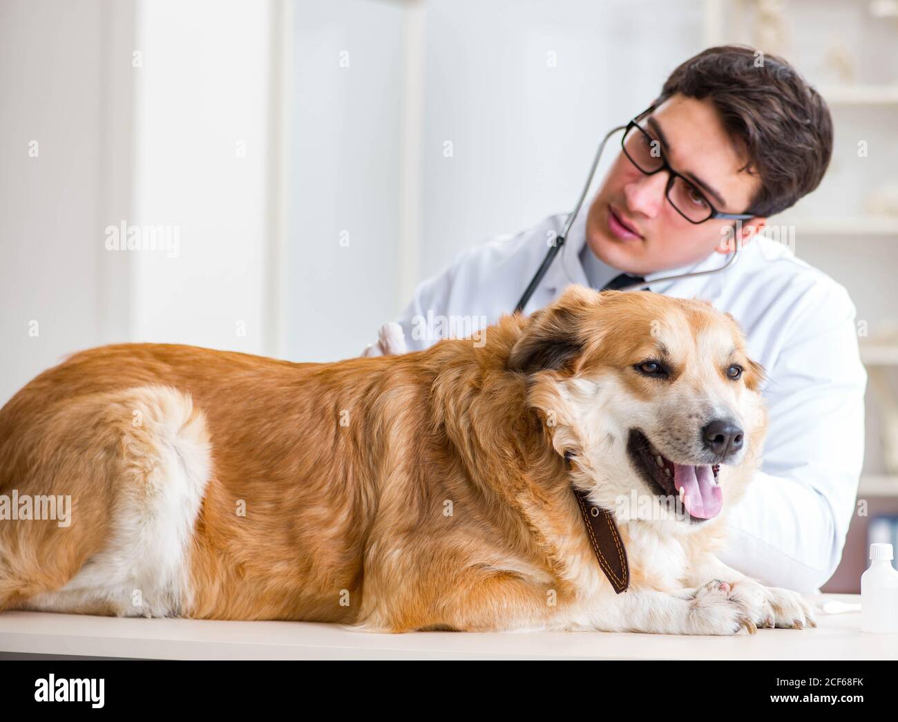 The doctor examining golden retriever dog in vet clinic Stock Photo - Alamy